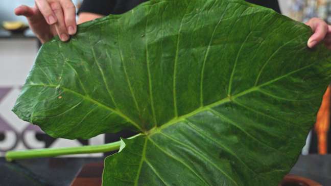 Conhece as PANCs? Aprenda a usar em receitas